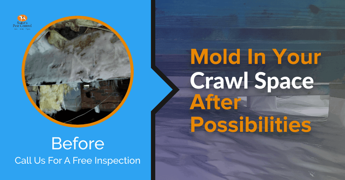 Crawl Space Mold, Rot and Fungus Prevention