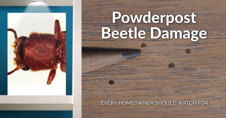 Powderpost Beetle Damage Signs Every Homeowner Should Know