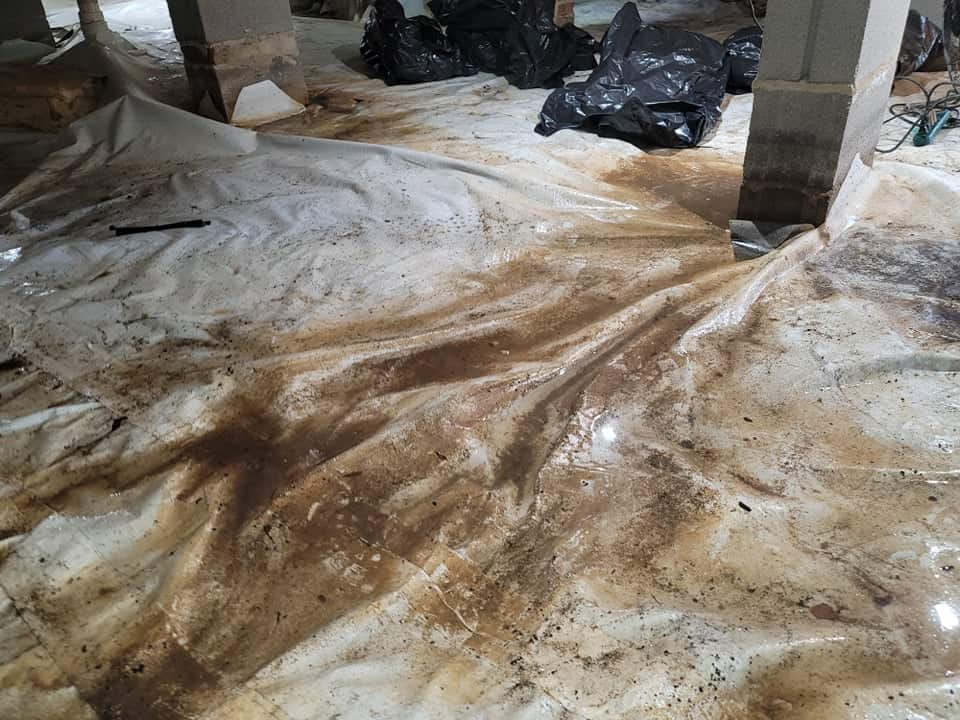 Encapsulation Gallery - Scout's Pest Control