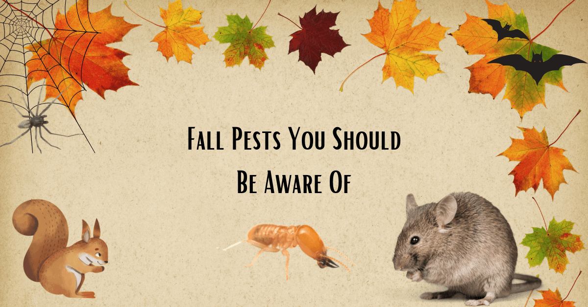 Common Fall Pests You Should Be Aware Of
