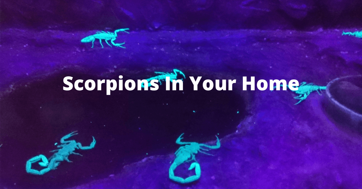 Scorpions in South Carolina