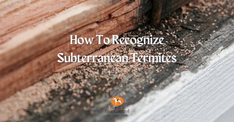 How to Identify Subterranean Termites If They Invade