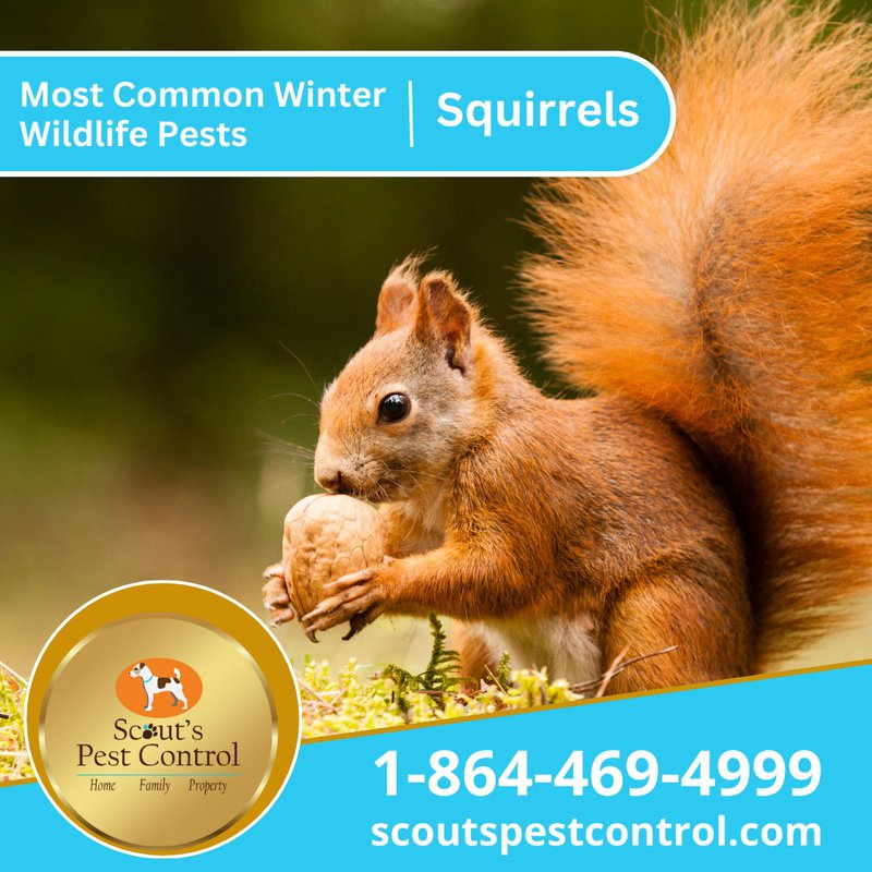 Common Winter Pests: Prevention Tips for a Pest-Free Home