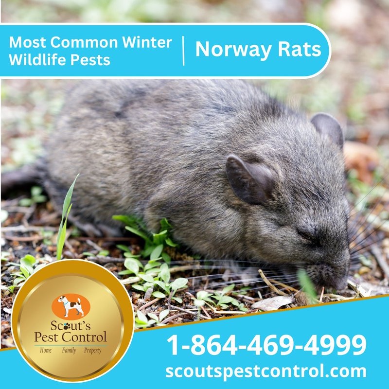Common Winter Pests: Prevention Tips for a Pest-Free Home