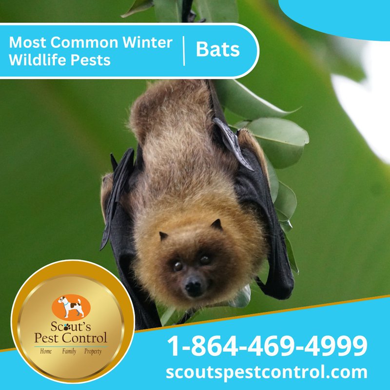 Common Winter Pests: Prevention Tips for a Pest-Free Home