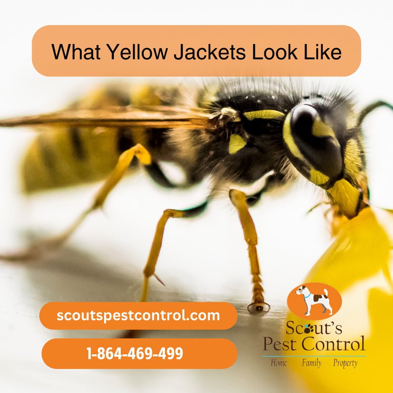Beware Of Ground Nesting Yellow Jackets