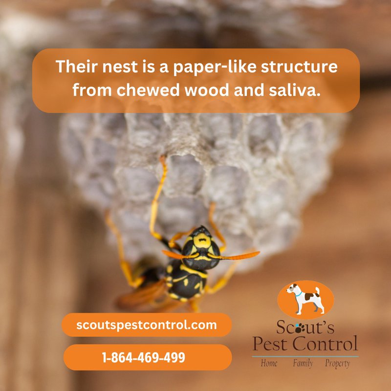 Beware Of Ground Nesting Yellow Jackets