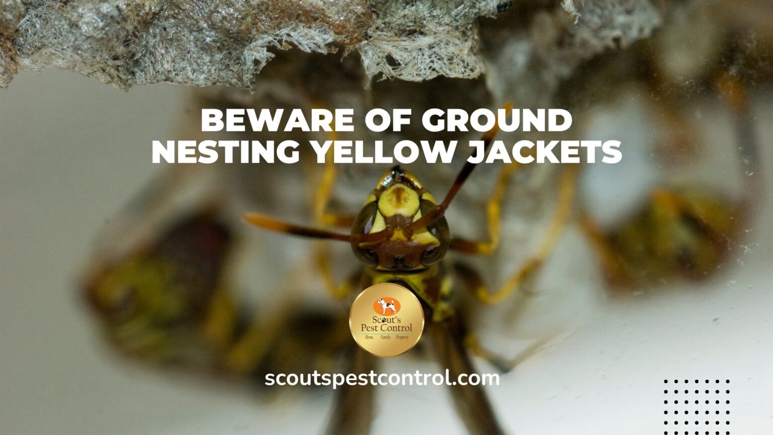 Beware Of Ground Nesting Yellow Jackets