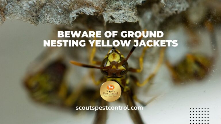 Beware Of Ground Nesting Yellow Jackets