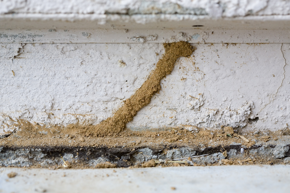 Termite Control In Duncan South Carolina